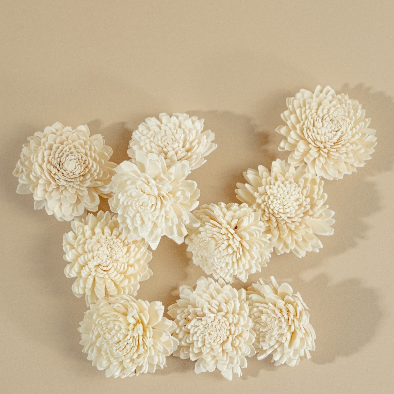 4" Gerbera Daisy (10 Pack) – Sola-Flowers