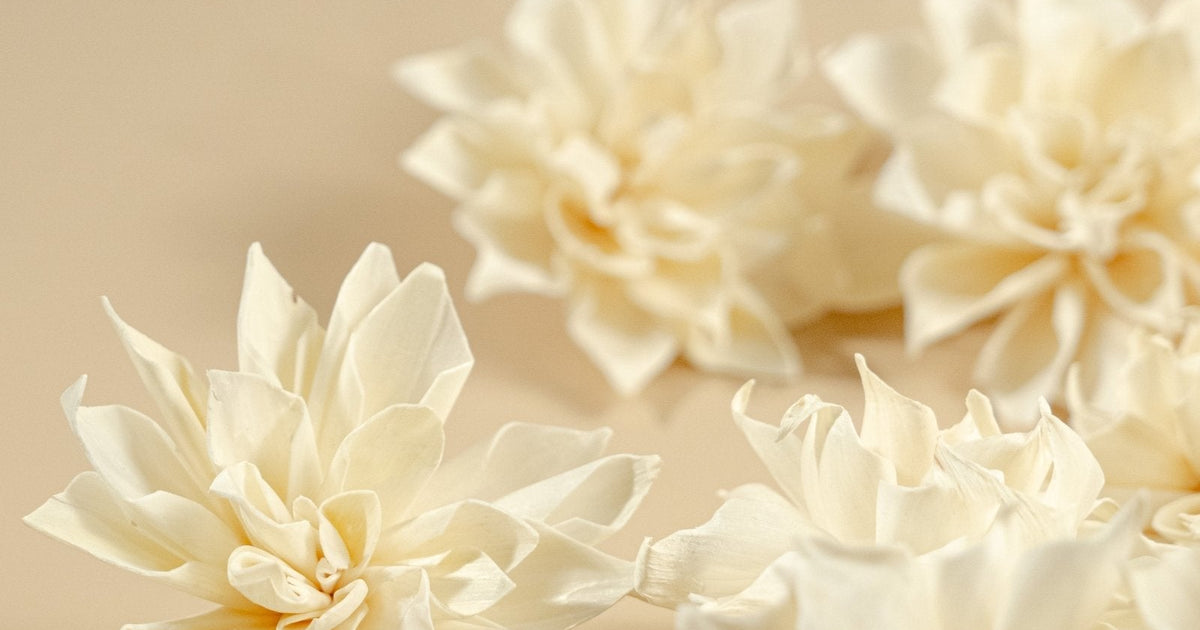 4" Labyrinth Dahlia (10 Pack) – Sola-Flowers