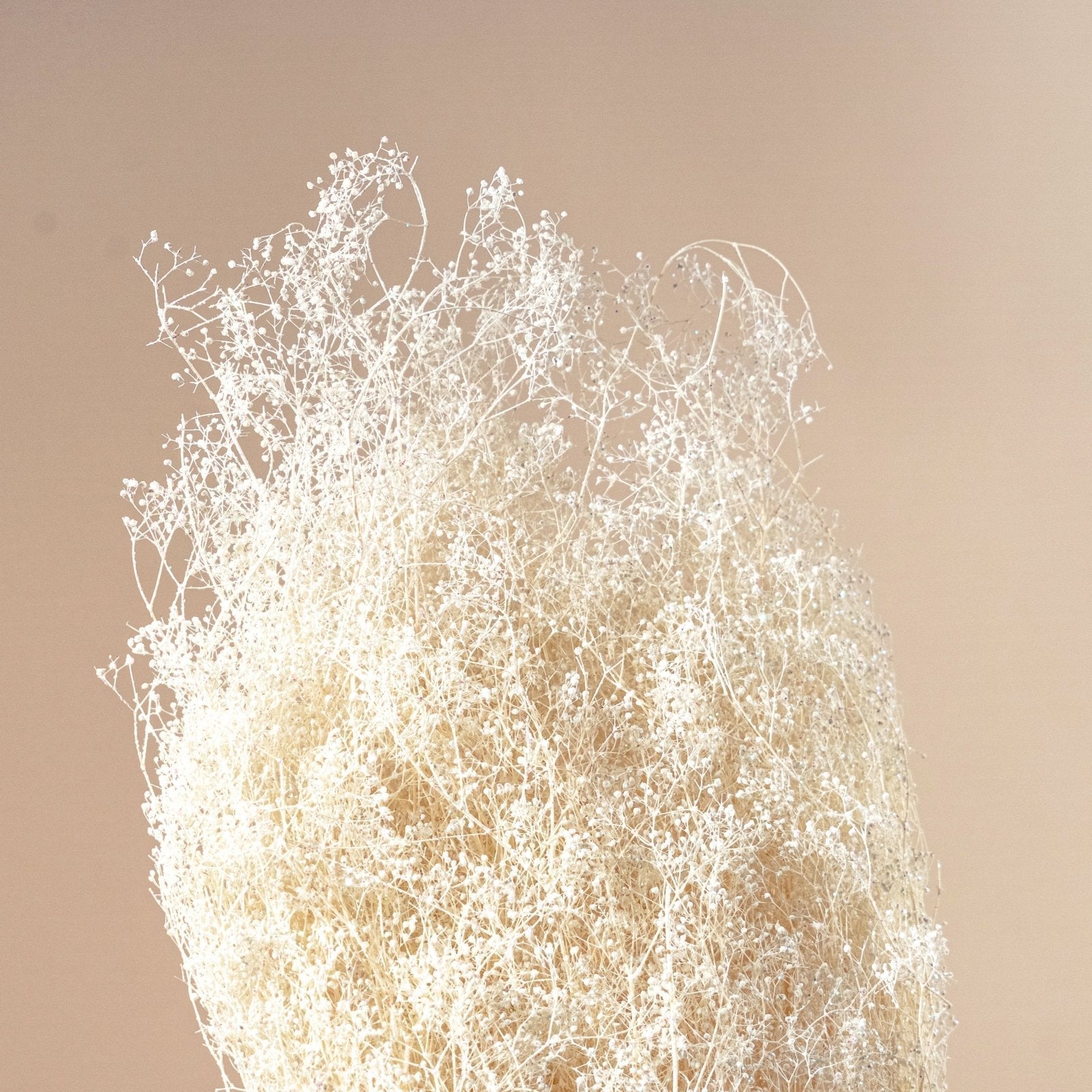 Baby's Breath (White Sparkle) - Sample – Sola Wood Flowers