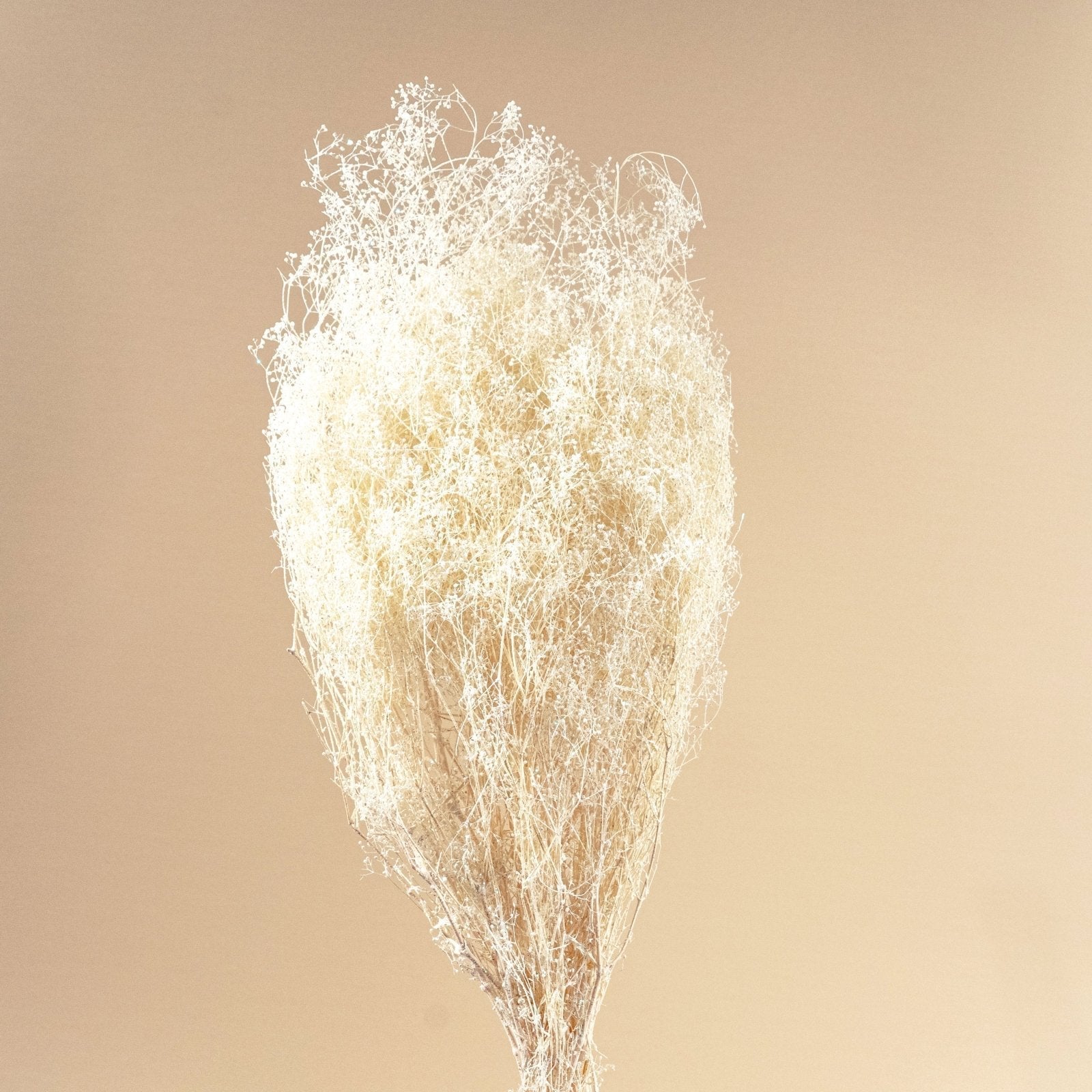 Baby's Breath (White Sparkle) - Sample – Sola Wood Flowers