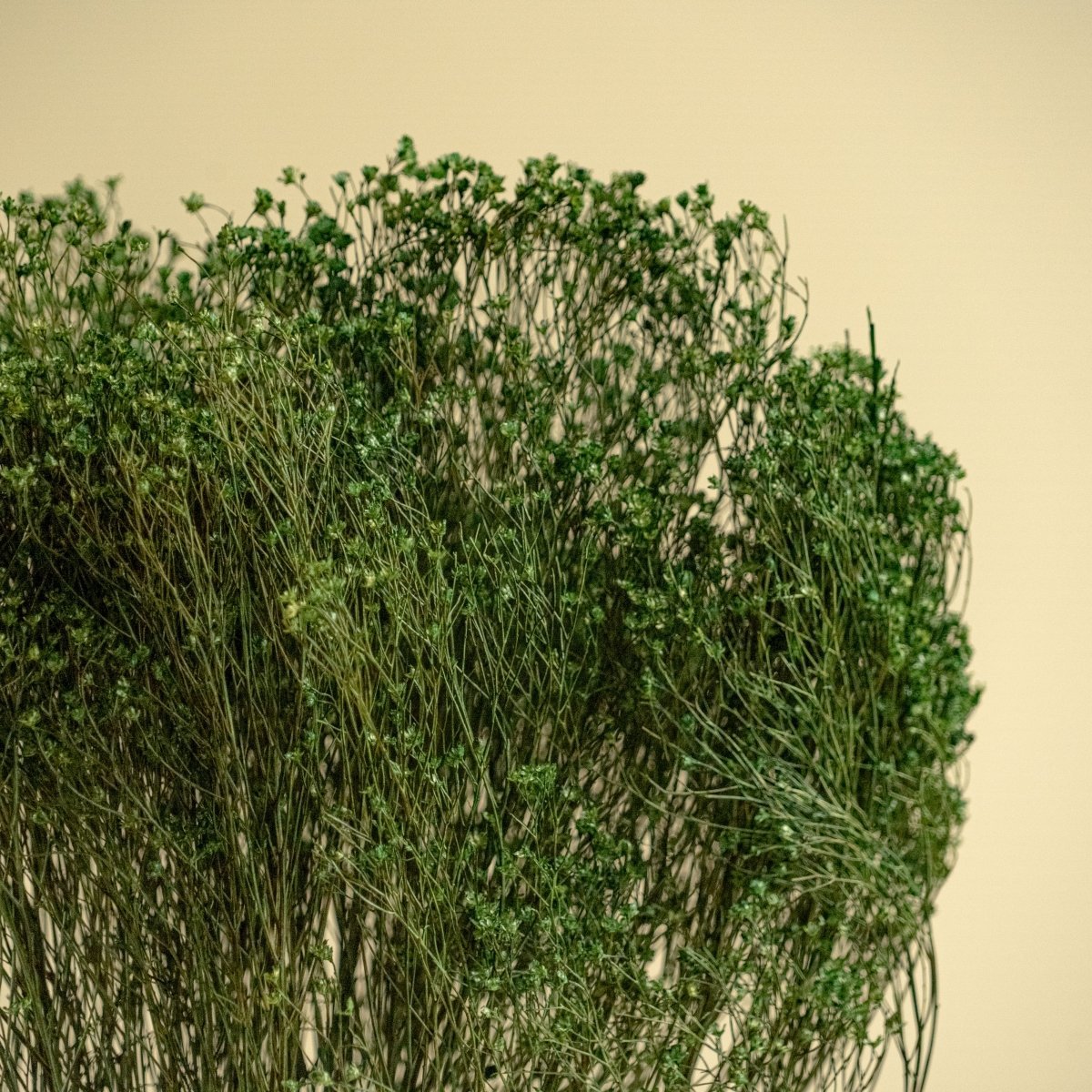 Broom Bloom - Green – Sola Wood Flowers