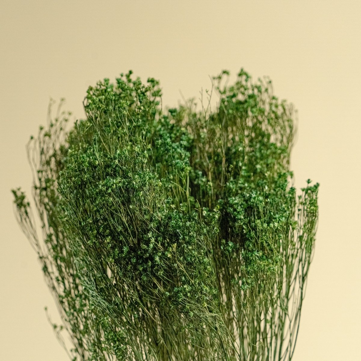 Broom Bloom - Green – Sola Wood Flowers