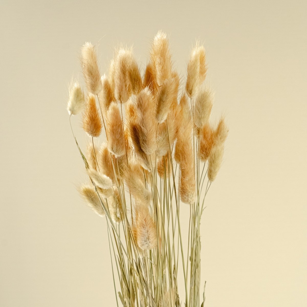 Bunny Tails - Brown – Sola Wood Flowers