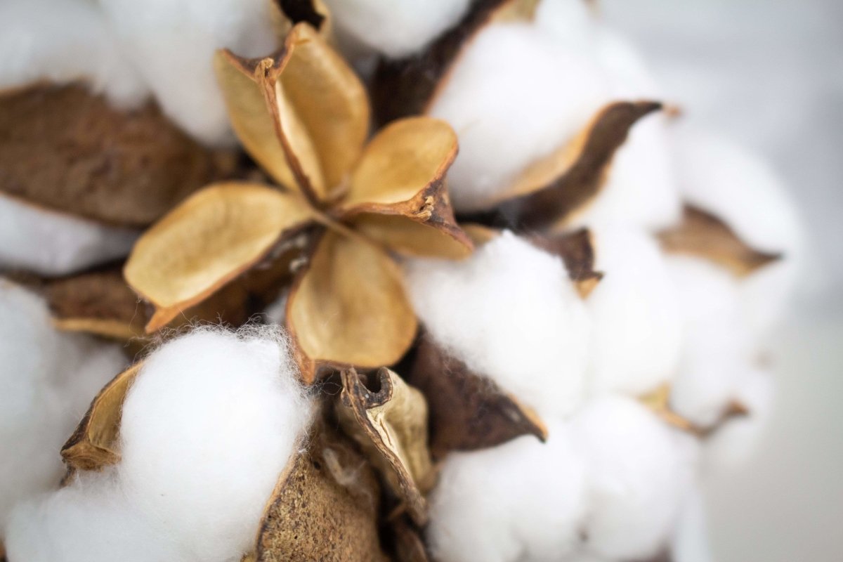 Cotton Bush – Sola-Flowers