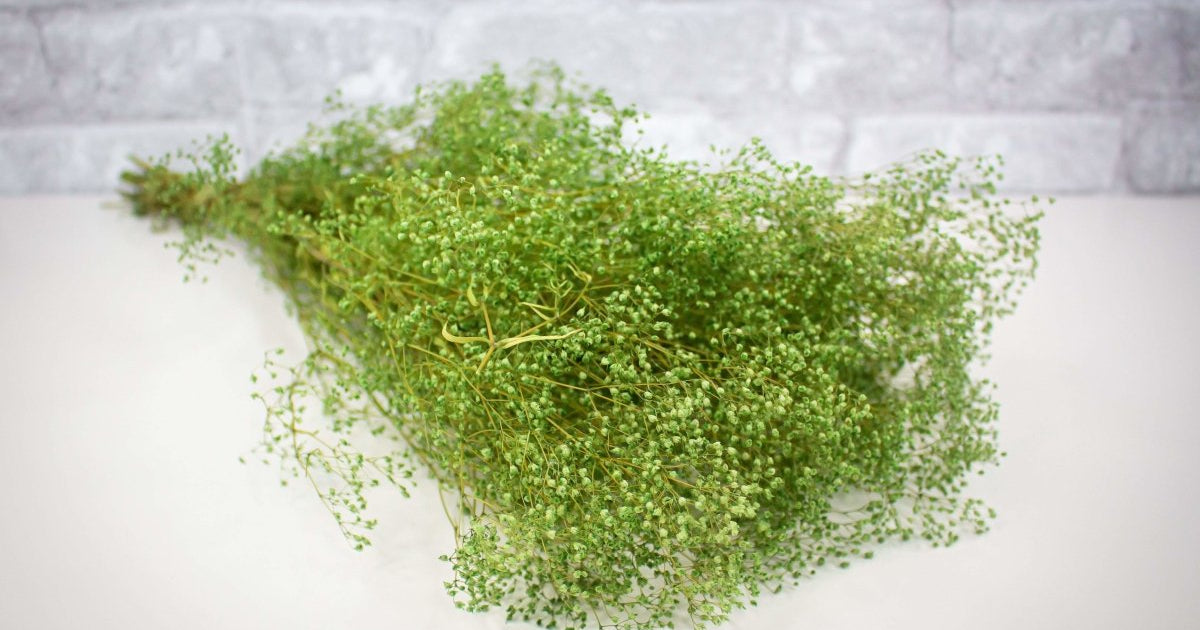 Custom Mini Gyp Basil Green 1/4 – Sola-Flowers