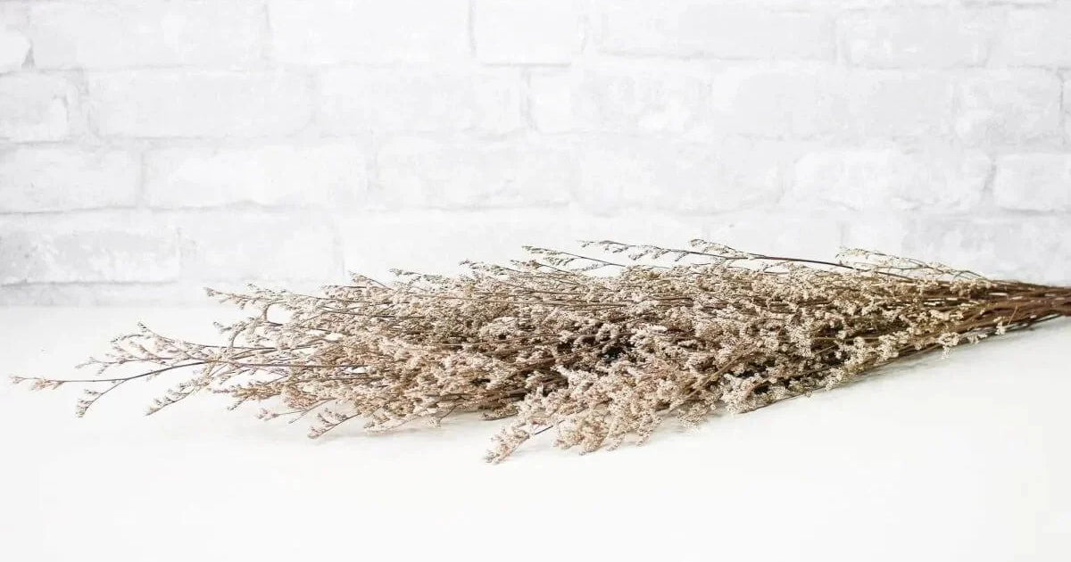 Custom Preserved Caspia - Silver 1/4 – Sola-Flowers