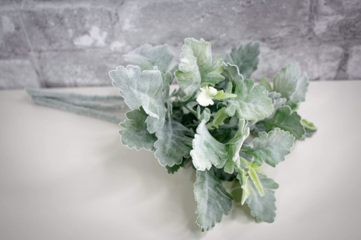 Dusty Miller Pick (Grey Green) - Sample – Sola-Flowers