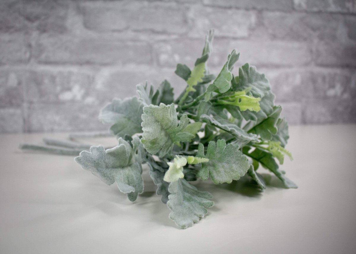 Dusty Miller Pick (Grey Green) - Sample – Sola-Flowers