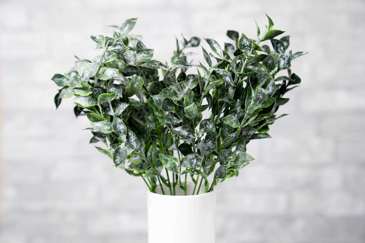 Faux Isreali Ruscus - Deep Green – Sola Wood Flowers