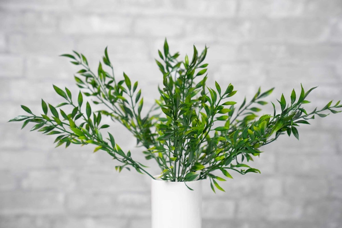 Faux Italian Ruscus - Green – Sola-Flowers