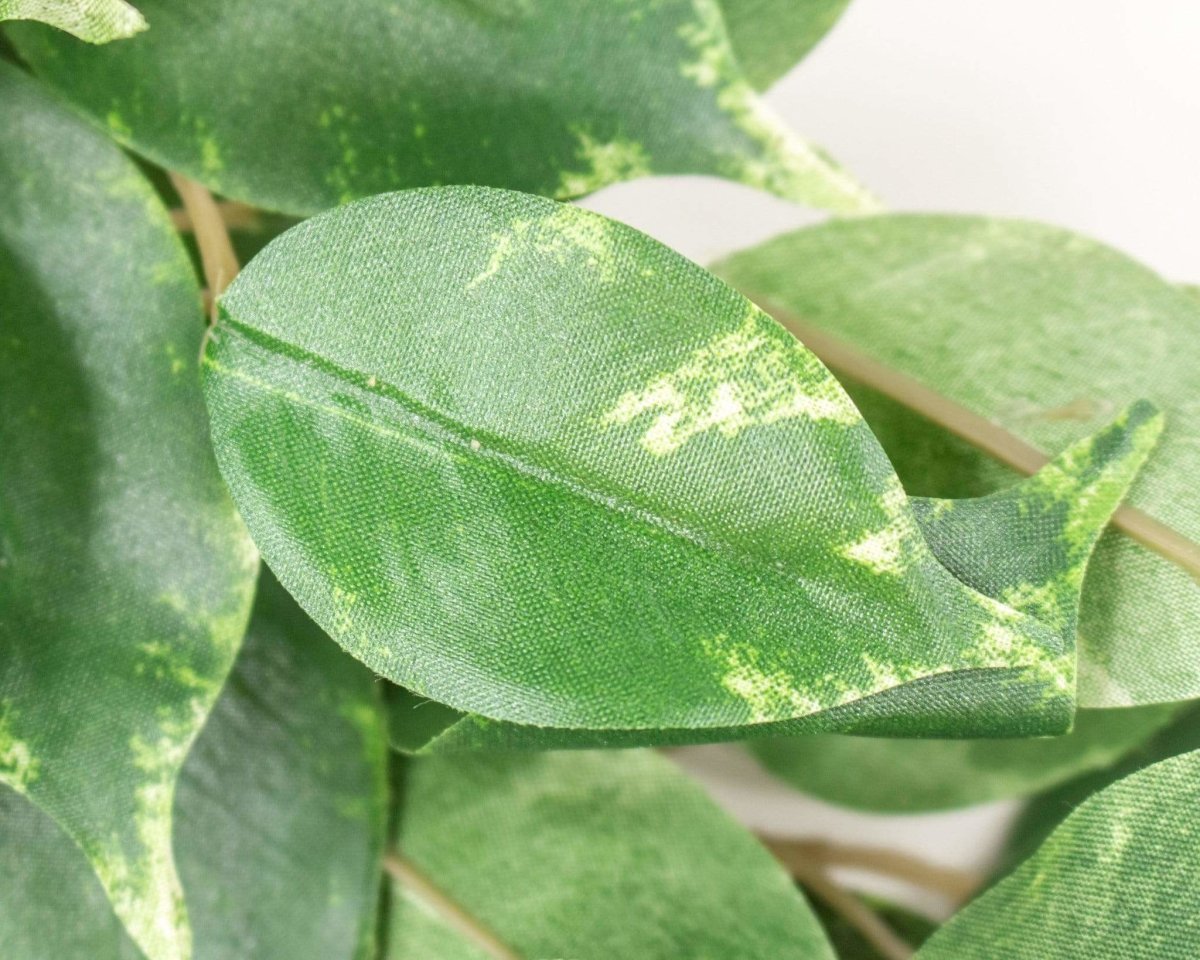 Ficus Spray - Variegated – Sola Wood Flowers
