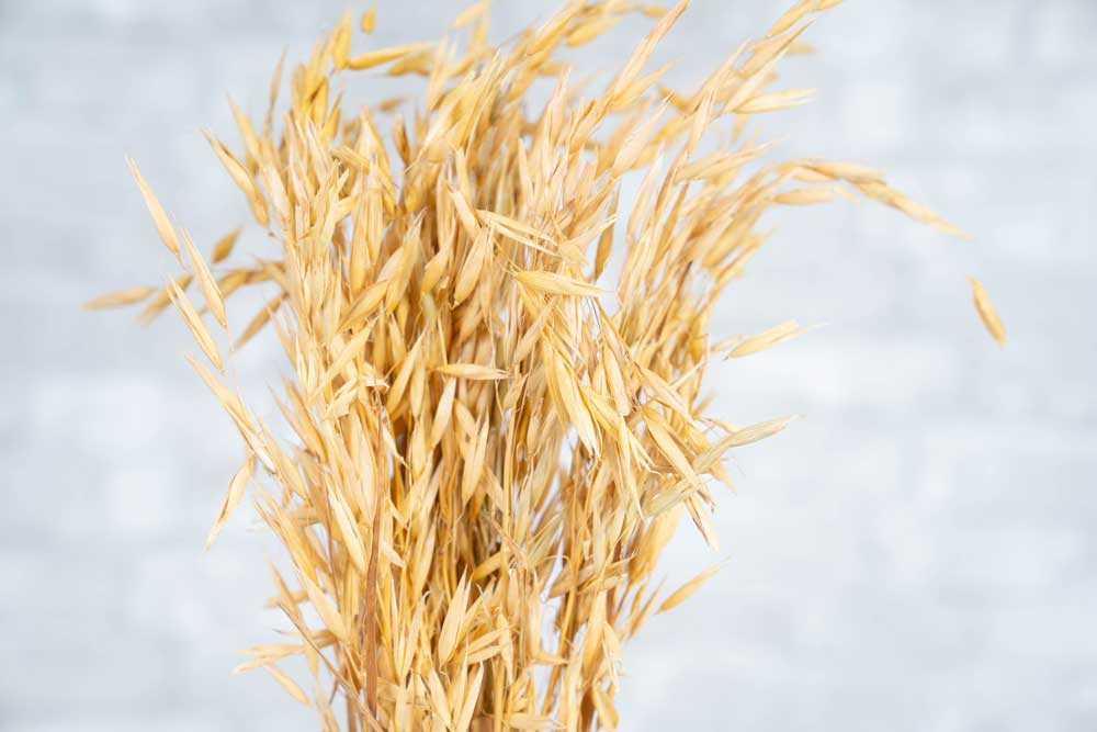 Havanah Grass – Sola Wood Flowers