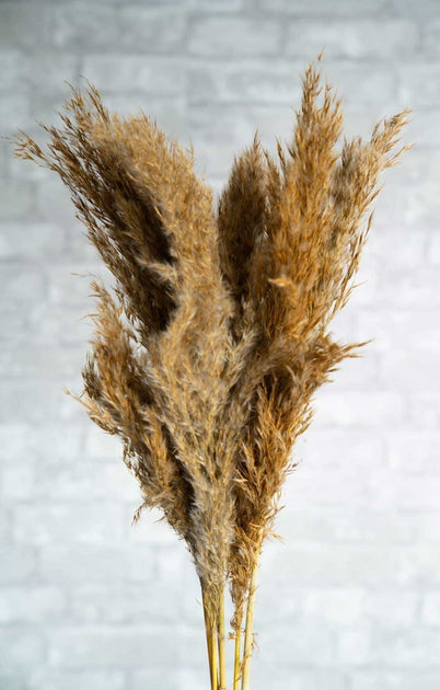 Indian Reeds – Sola-Flowers