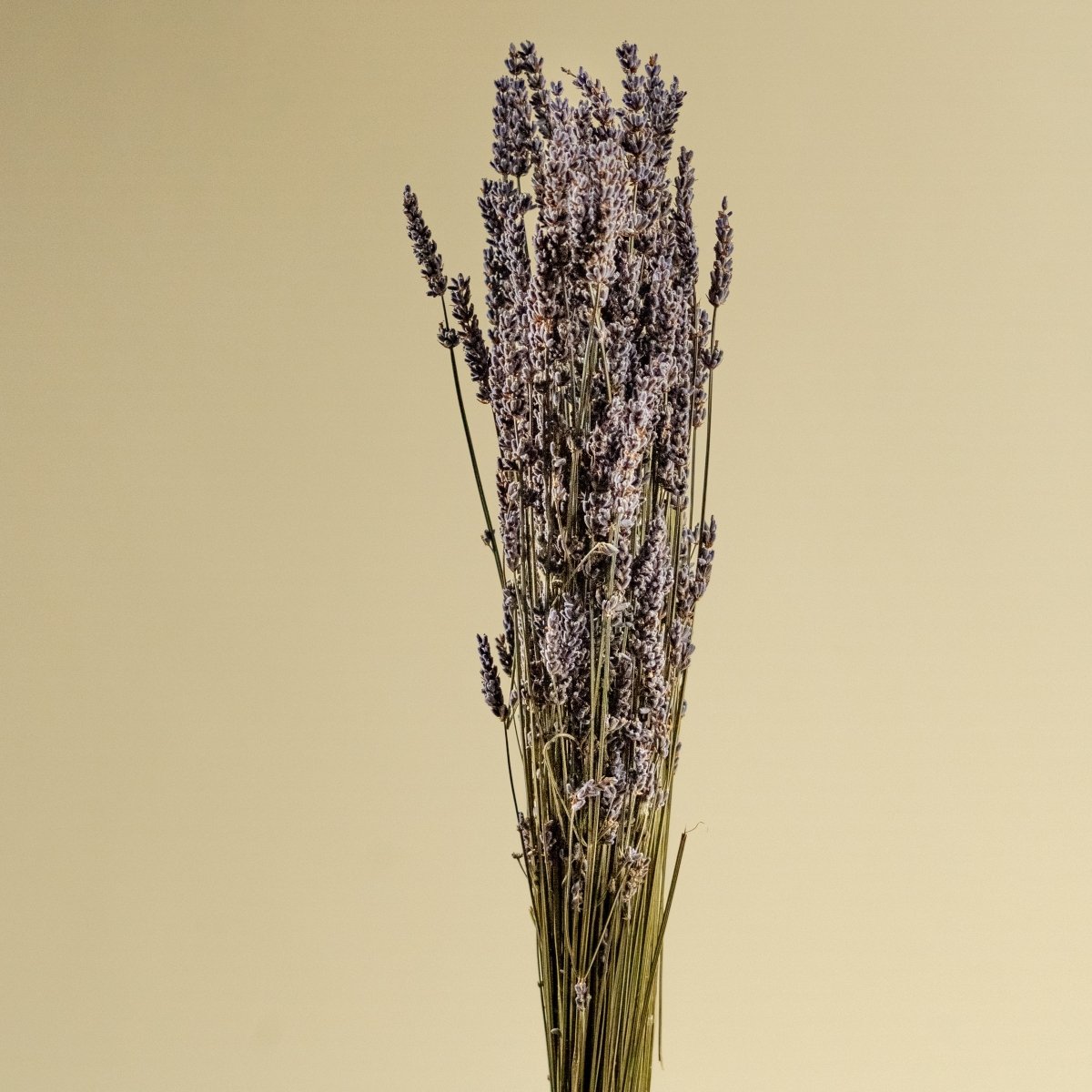 Lavender – Sola Wood Flowers