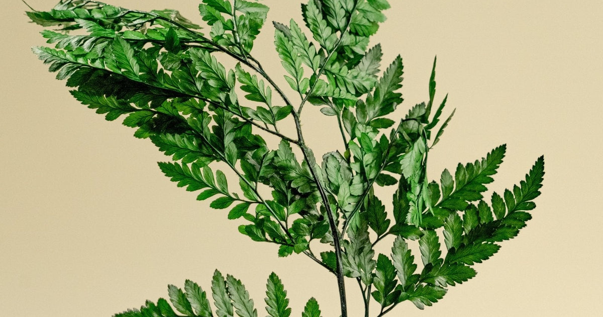 Leather Leaf - Green – Sola Wood Flowers