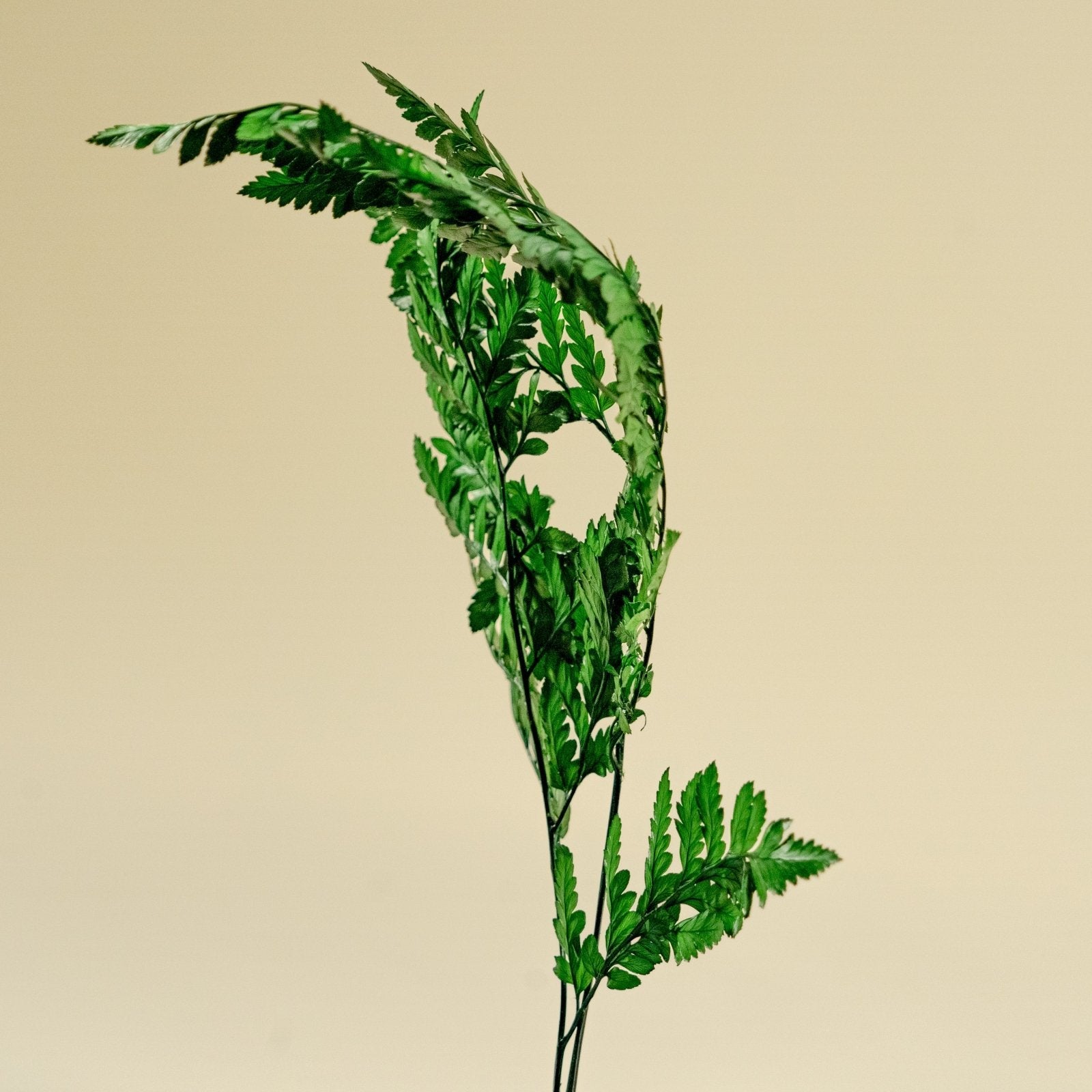 Leather Leaf - Green – Sola Wood Flowers