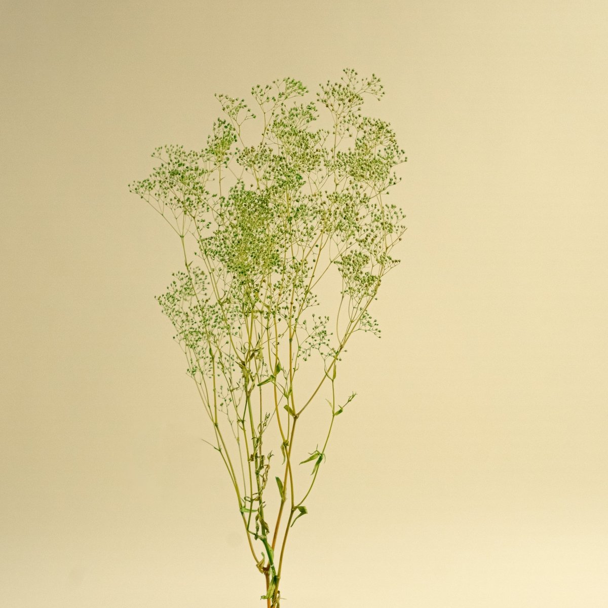 Mini Gyp (Basil Green) - Sample – Sola Wood Flowers