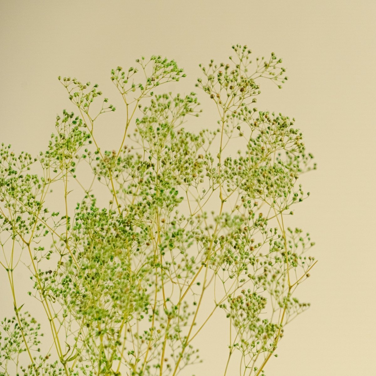 Mini Gyp (Basil Green) - Sample – Sola Wood Flowers