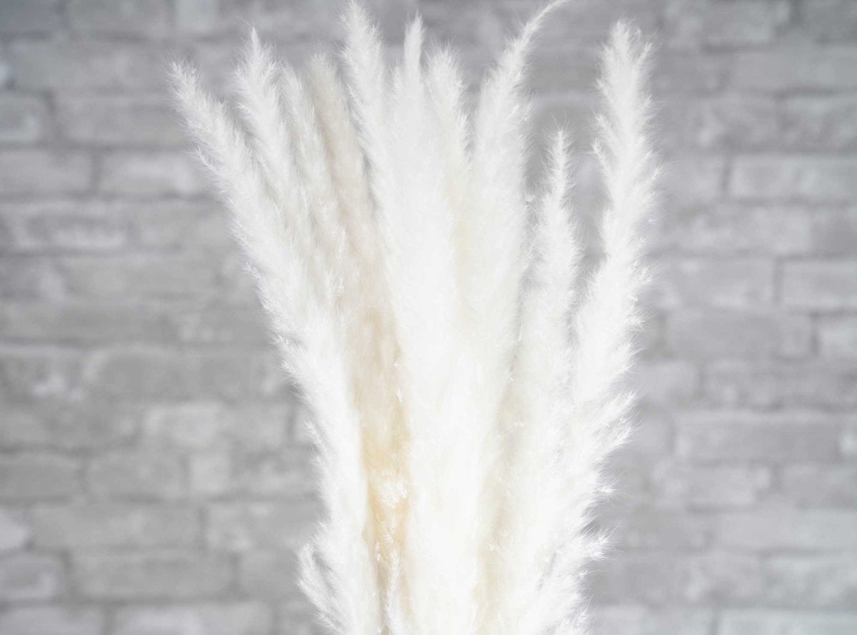 Mini Pampas - Bleached – Sola-Flowers