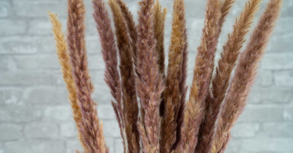 Mini Pampas - Natural – Sola-Flowers