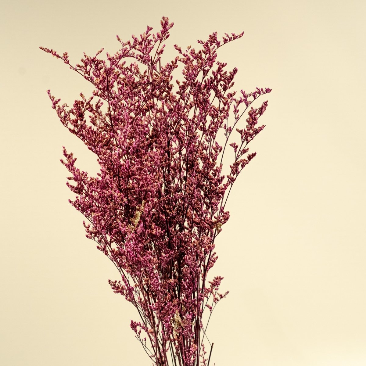 Preserved Caspia - Pink – Sola-Flowers