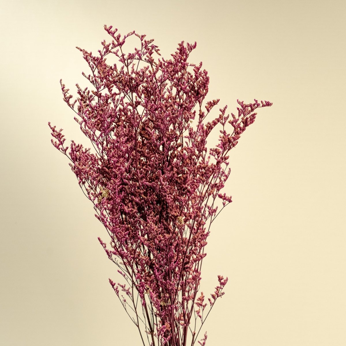 Preserved Caspia - Pink – Sola-Flowers