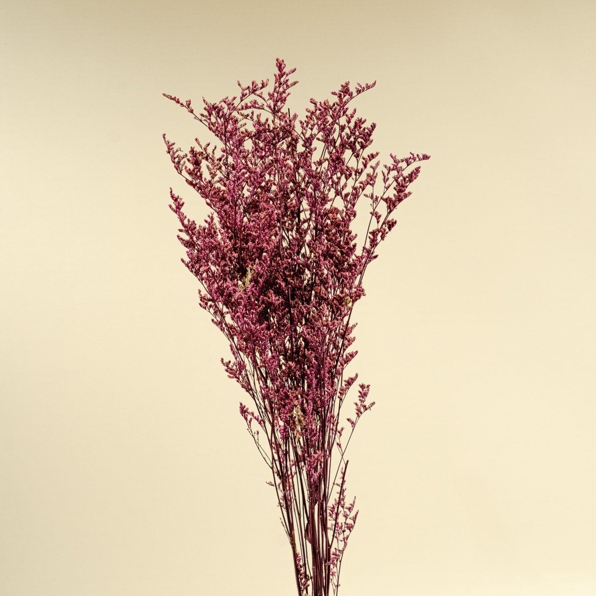 Preserved Caspia - Pink – Sola-Flowers