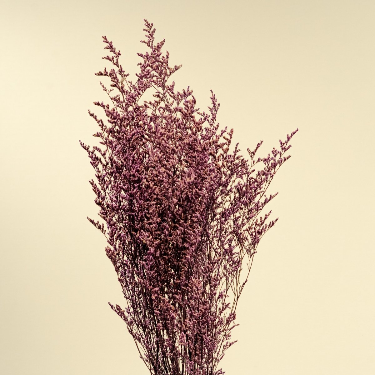Preserved Caspia - Purple – Sola-Flowers