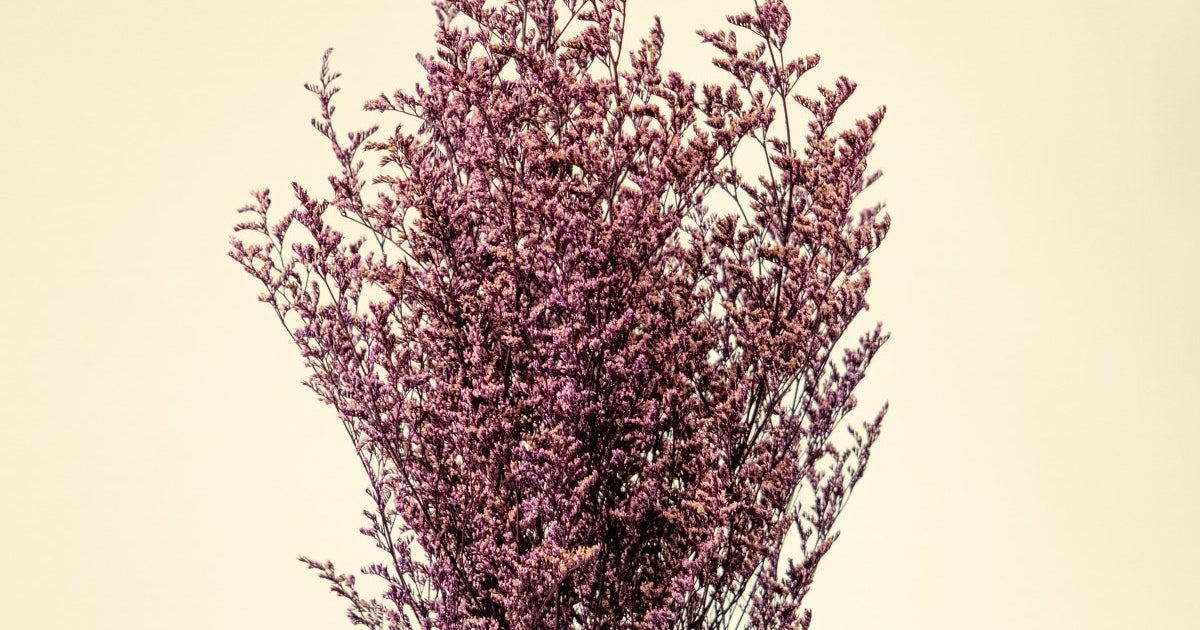 Preserved Caspia - Purple – Sola-Flowers