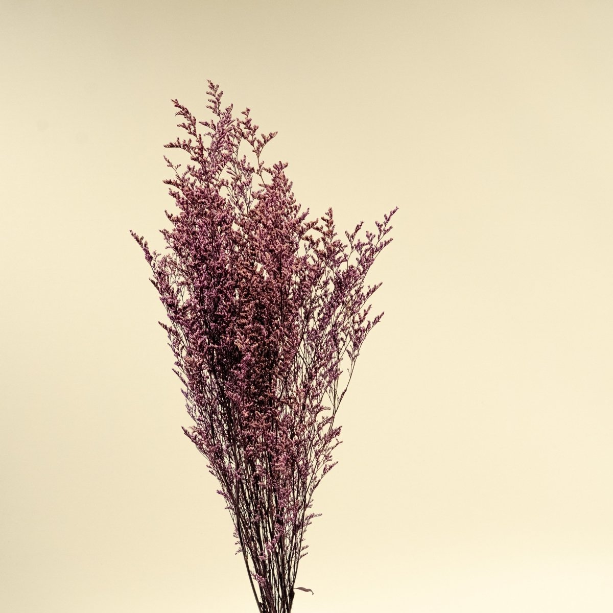 Preserved Caspia - Purple – Sola-Flowers