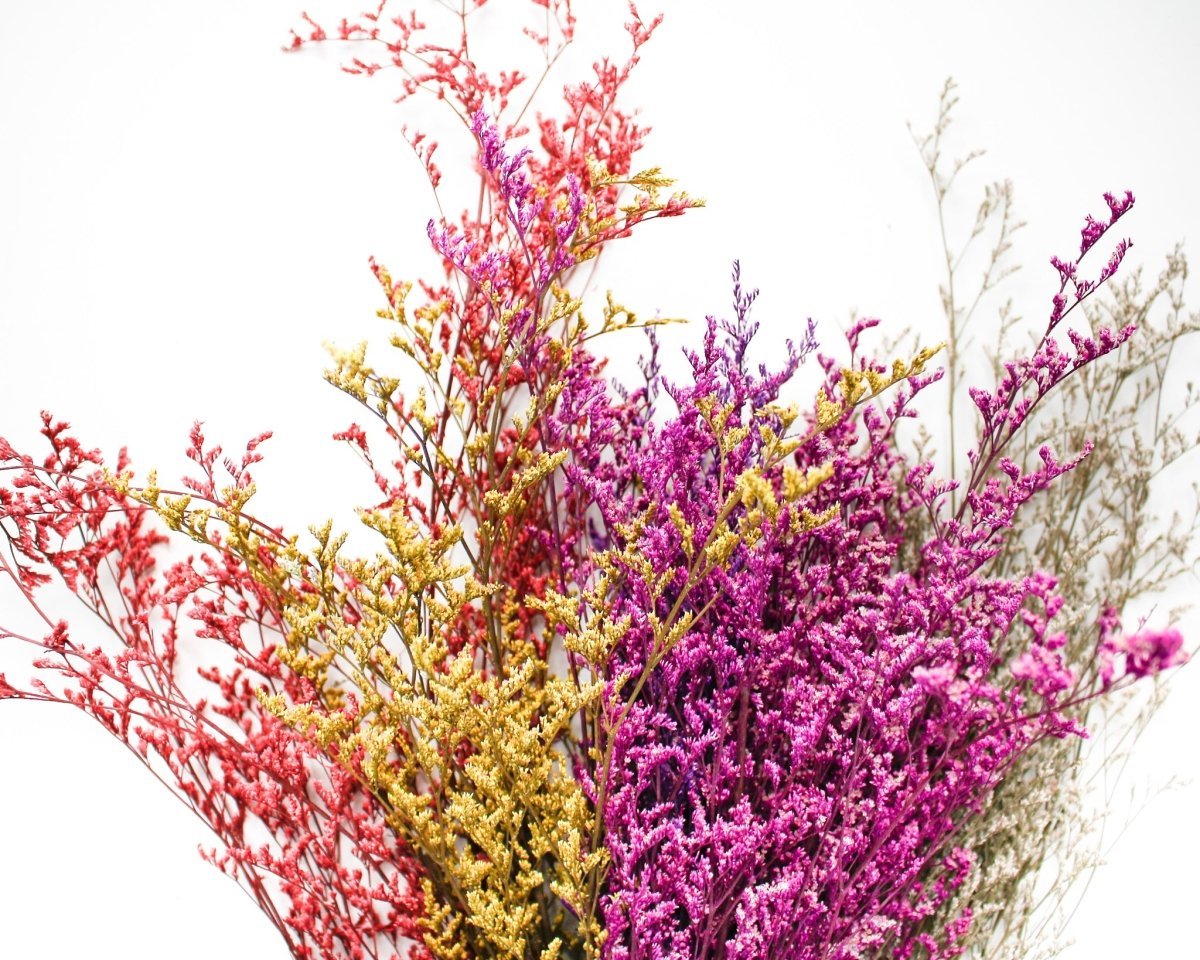 Preserved Caspia Sample Pack – Sola Wood Flowers