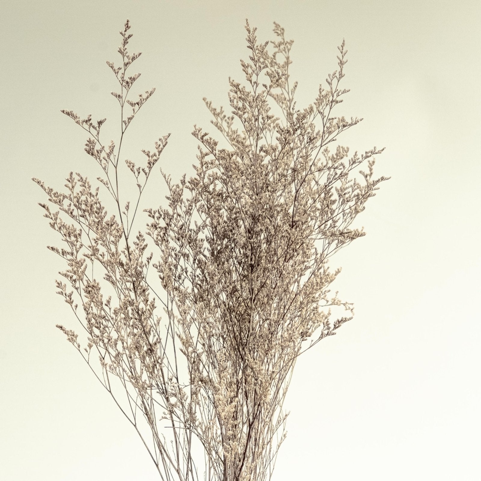 Preserved Caspia - Silver – Sola-Flowers