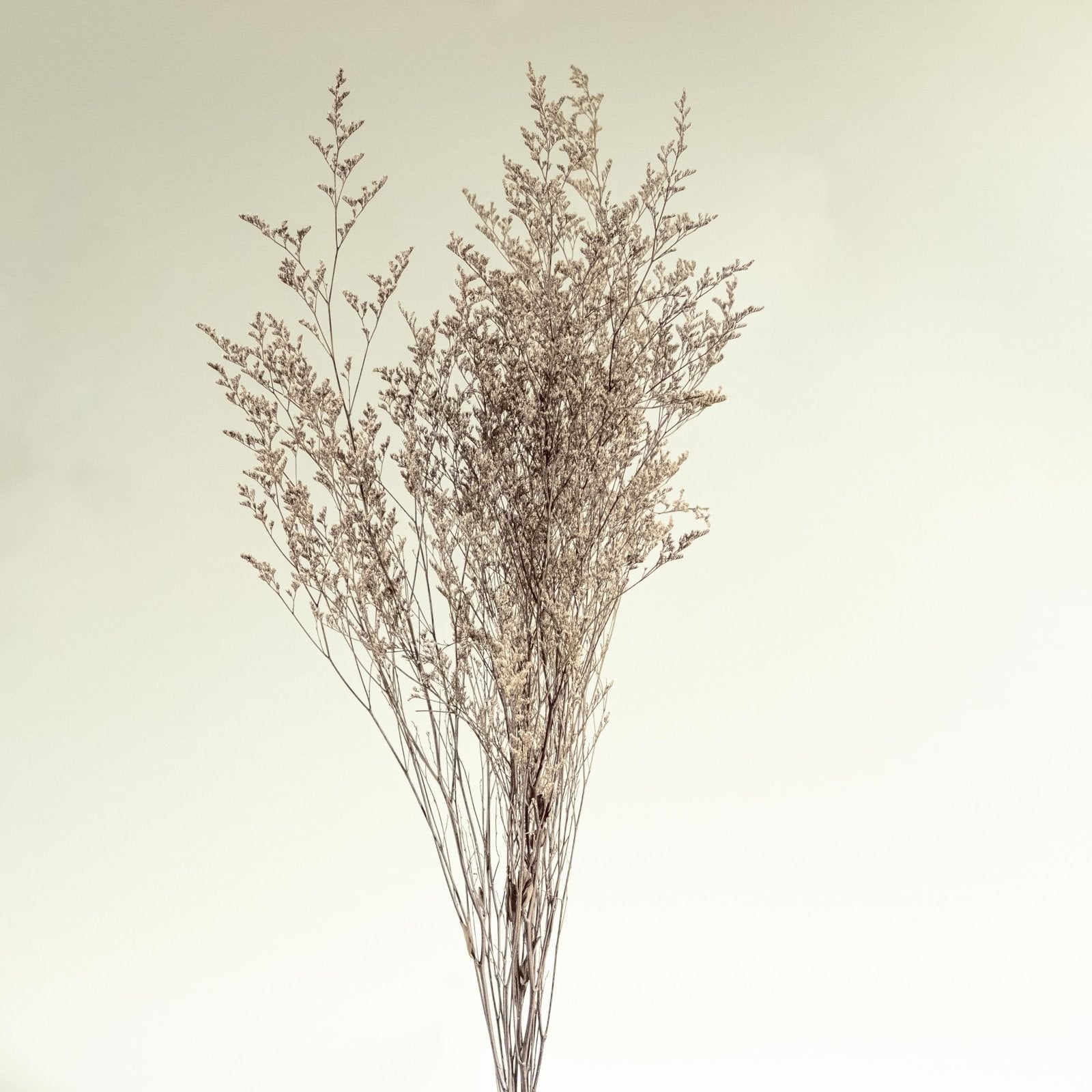Preserved Caspia (Silver) - Sample – Sola Wood Flowers