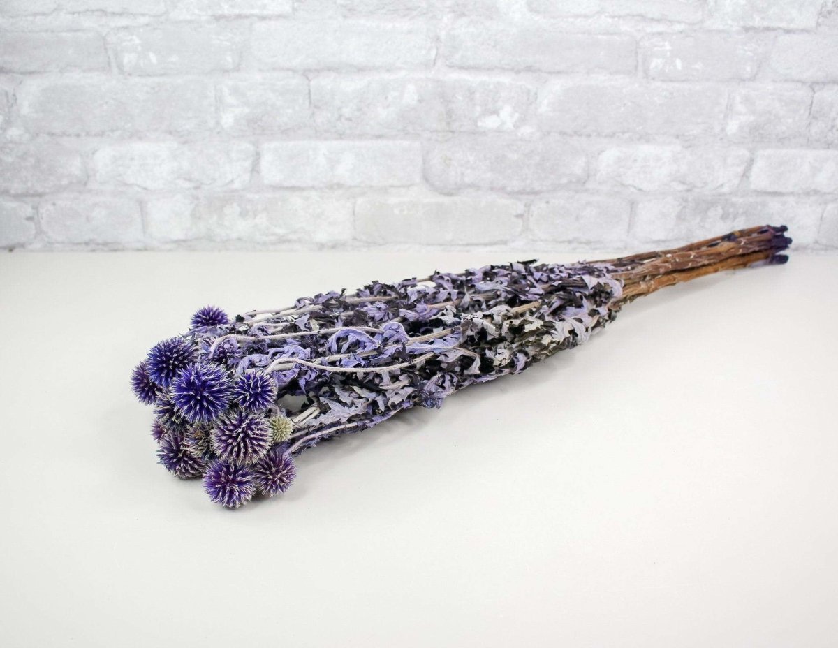 Preserved Echinops - Blue – Sola-Flowers