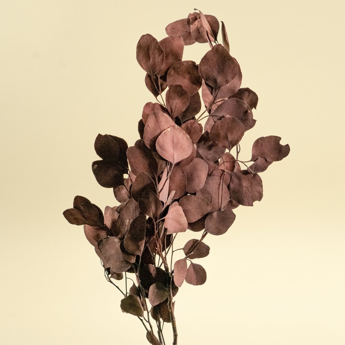 Silver Dollar Plant Dried