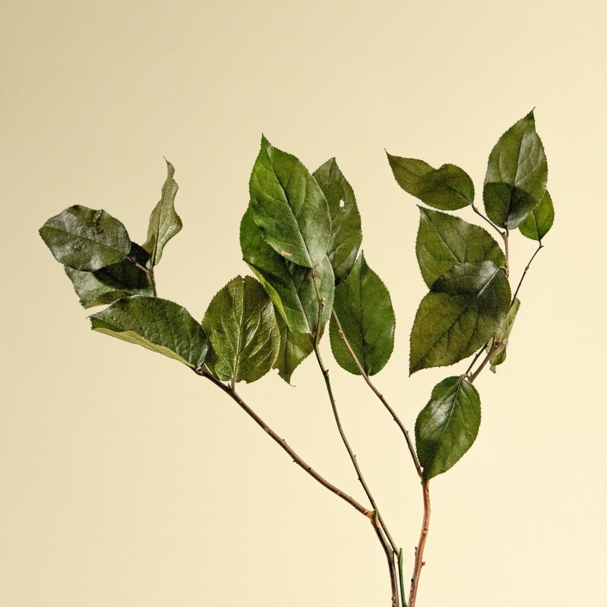Preserved Greenery – Sola Wood Flowers