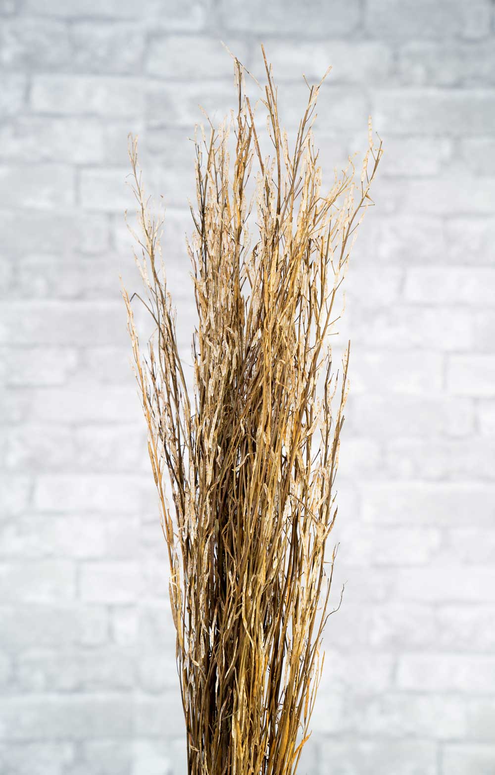 Sorso Tree – Sola-Flowers