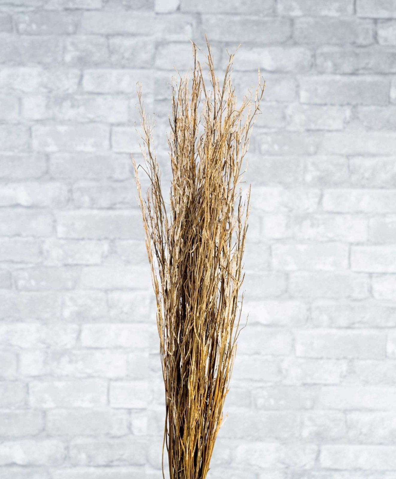 Sorso Tree – Sola-Flowers