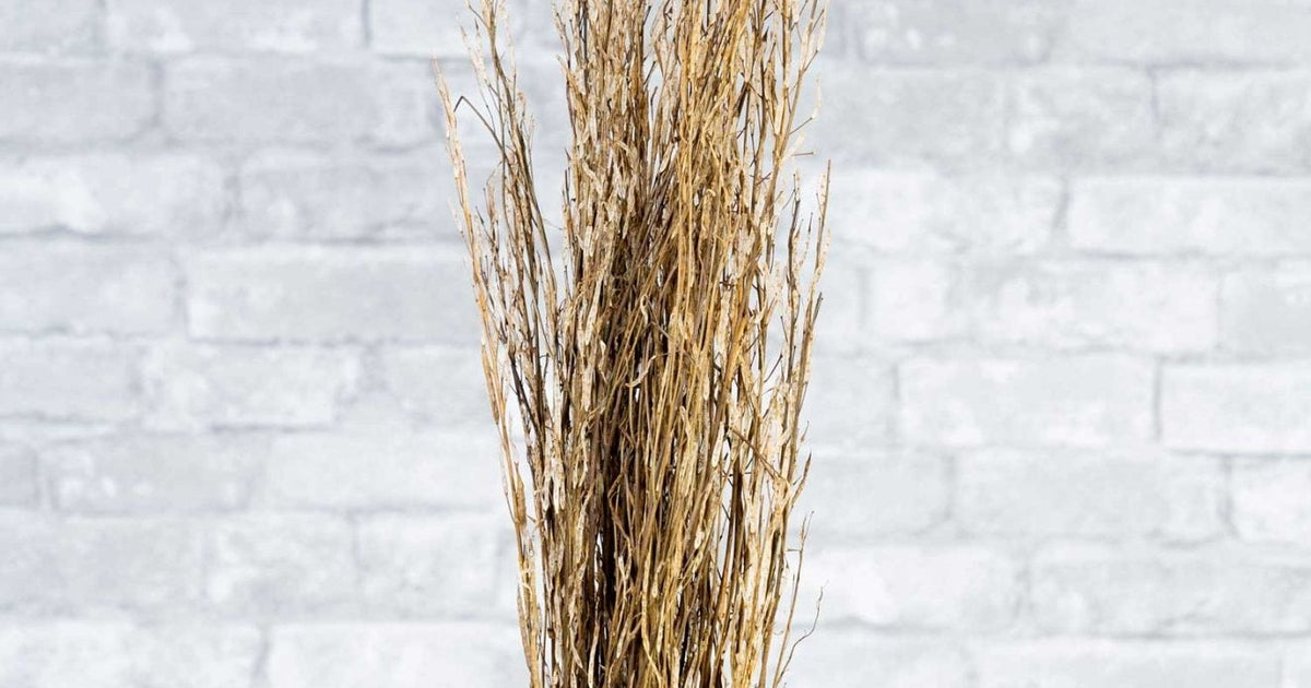 Sorso Tree – Sola-Flowers