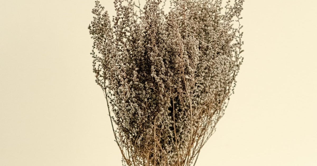 Stoebe - Natural (Silver/White) – Sola-Flowers