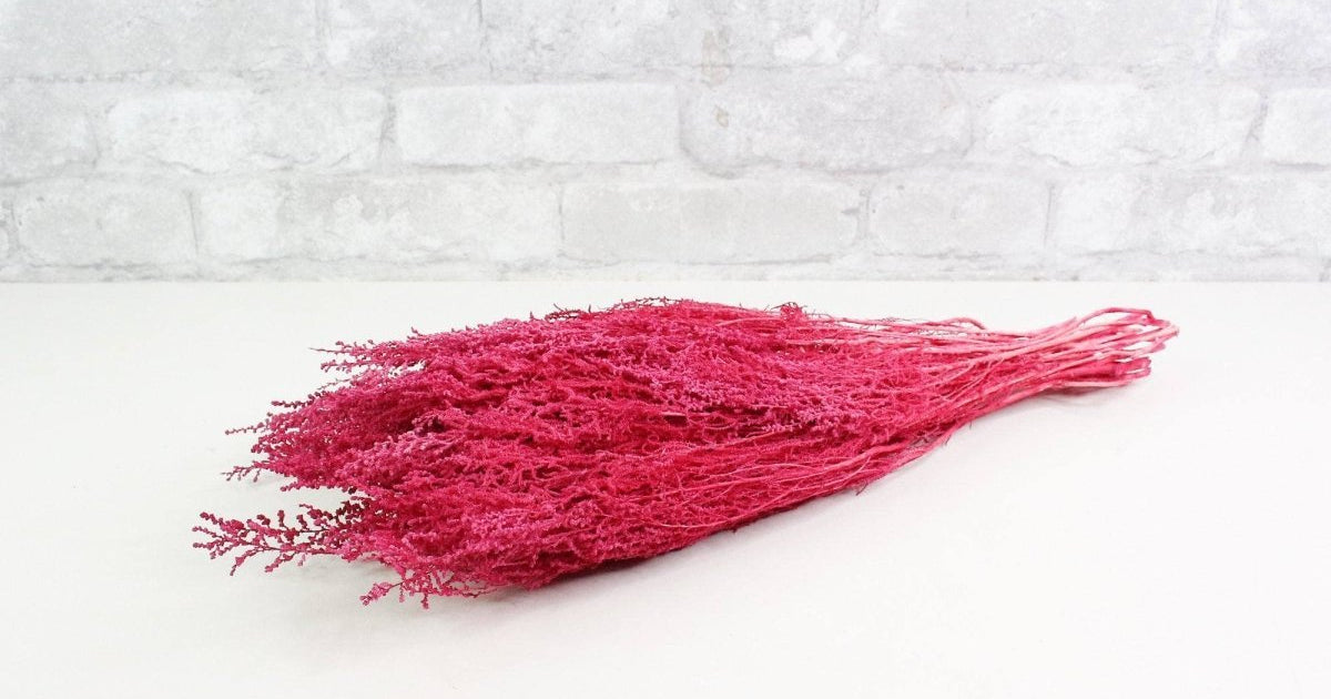 Stoebe - Raspberry – Sola-Flowers