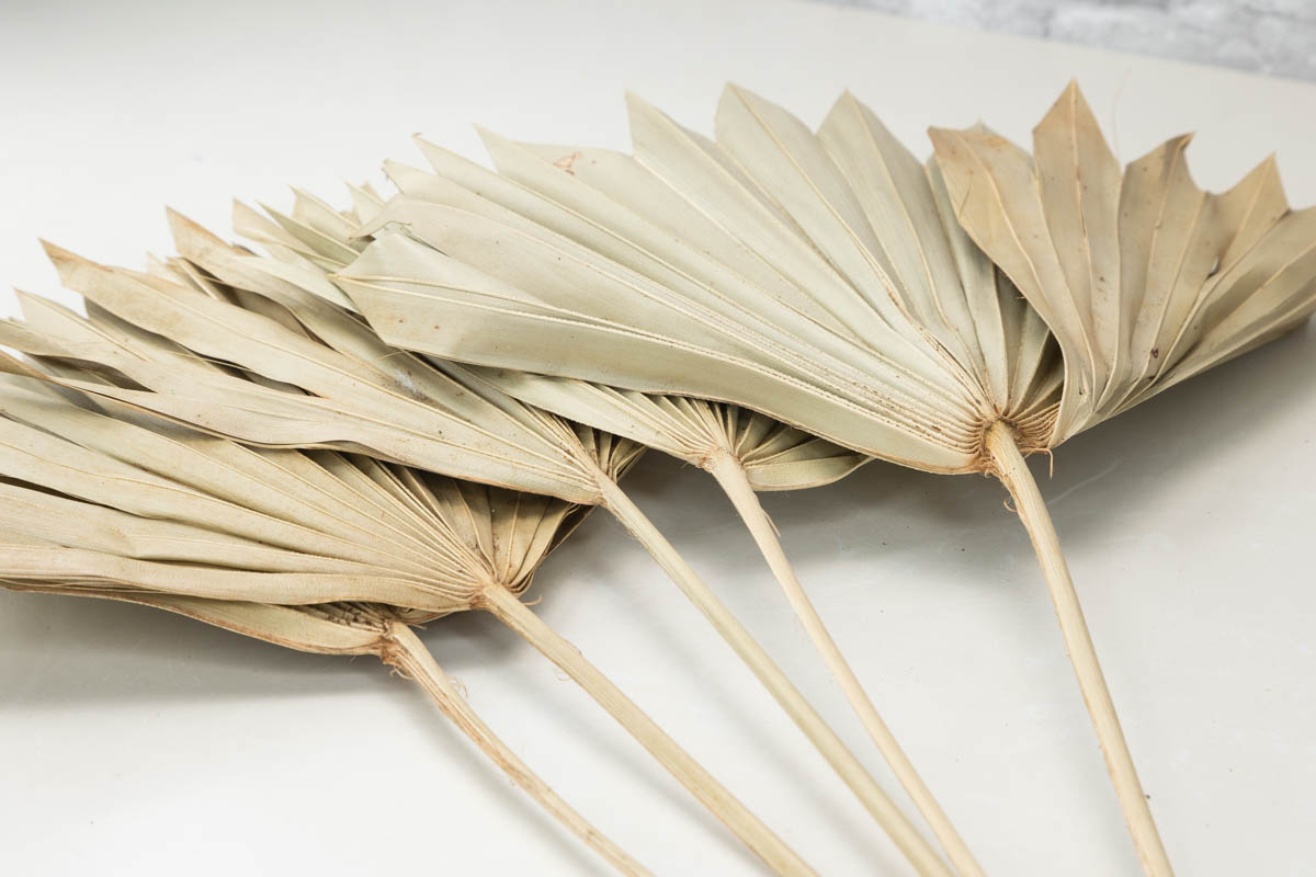 Sun Palm – Sola-Flowers