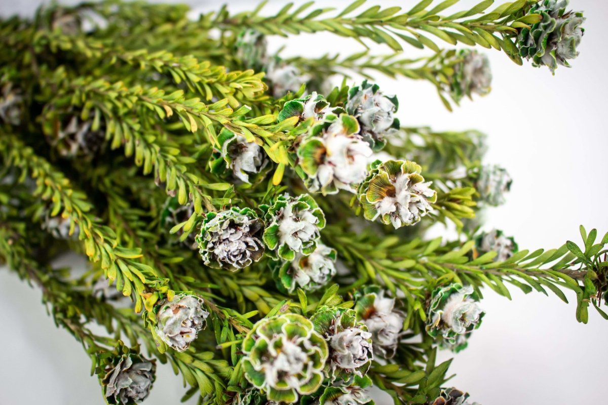 Tortum Female (Natural Green) – Sola Wood Flowers